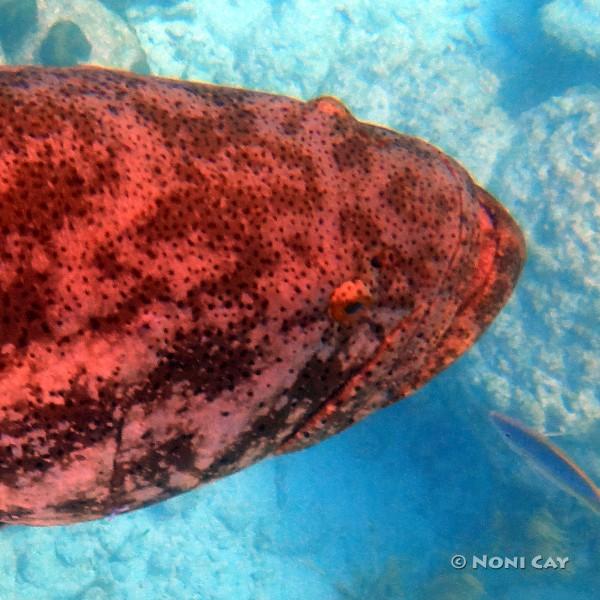 Swimming with the Atlantic Goliath Grouper @ Looe Key Reef off Big Pine ...