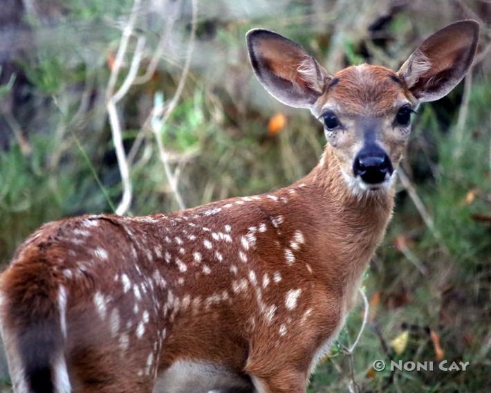 Frolicking Fawn | Noni Cay Photography