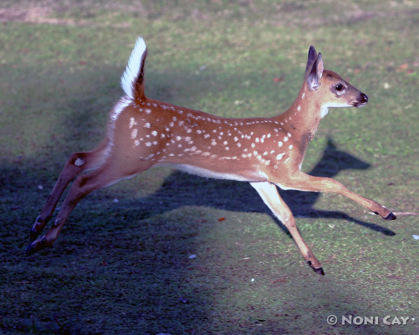 Frolicking Fawn | Noni Cay Photography