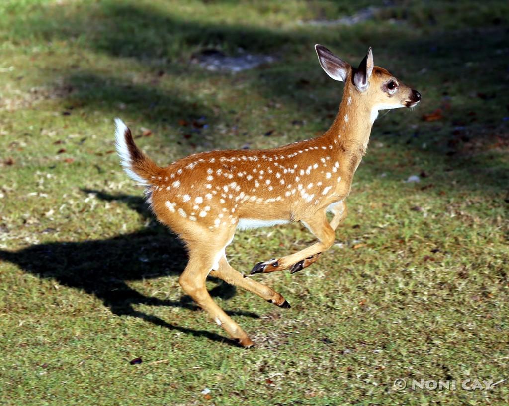 Frolicking Fawn | Noni Cay Photography