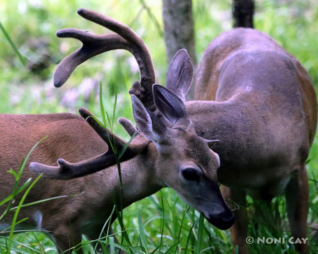 Key Deer Bucks in Velvet | Noni Cay Photography