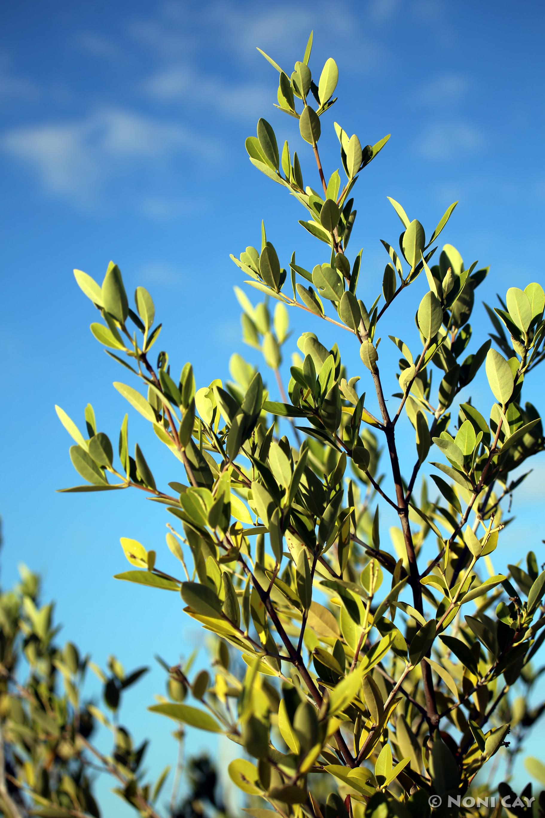 Poisonwood | Noni Cay Photography