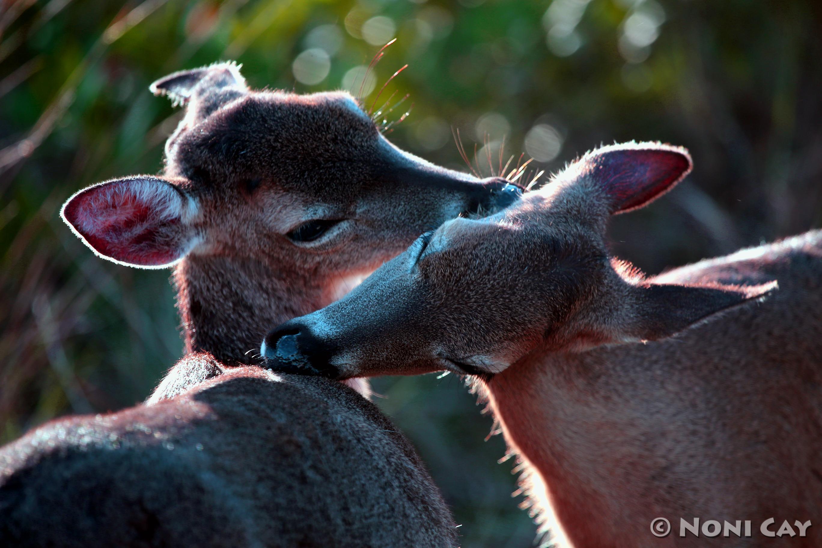 Noni Cay Photography | Wildlife Photography of the Florida Keys