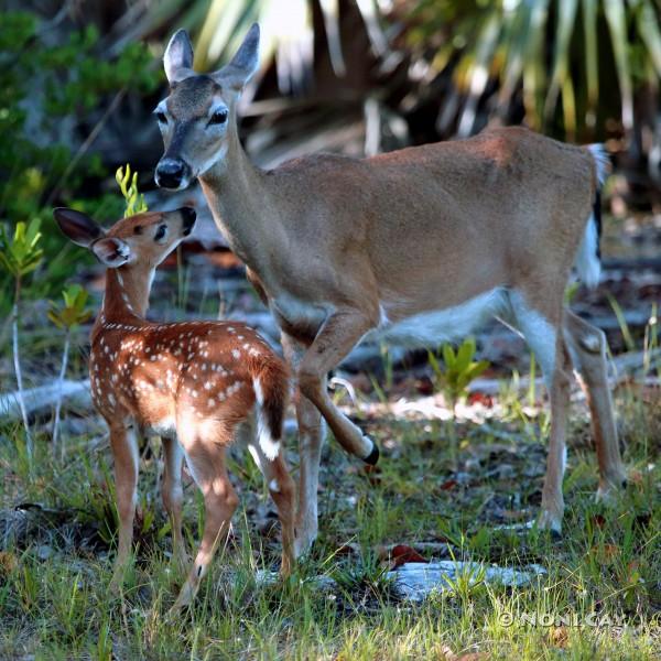 Lower Keys Marsh Rabbit! and Key Deer Fawn | Noni Cay Photography
