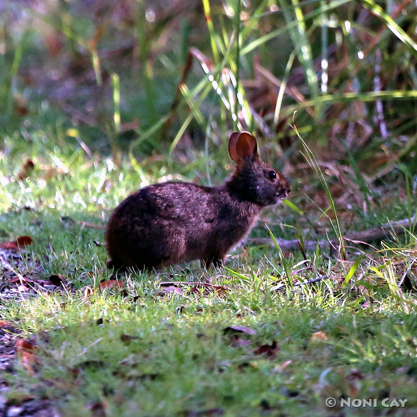 Lower Keys Marsh Rabbit! and Key Deer Fawn | Noni Cay Photography