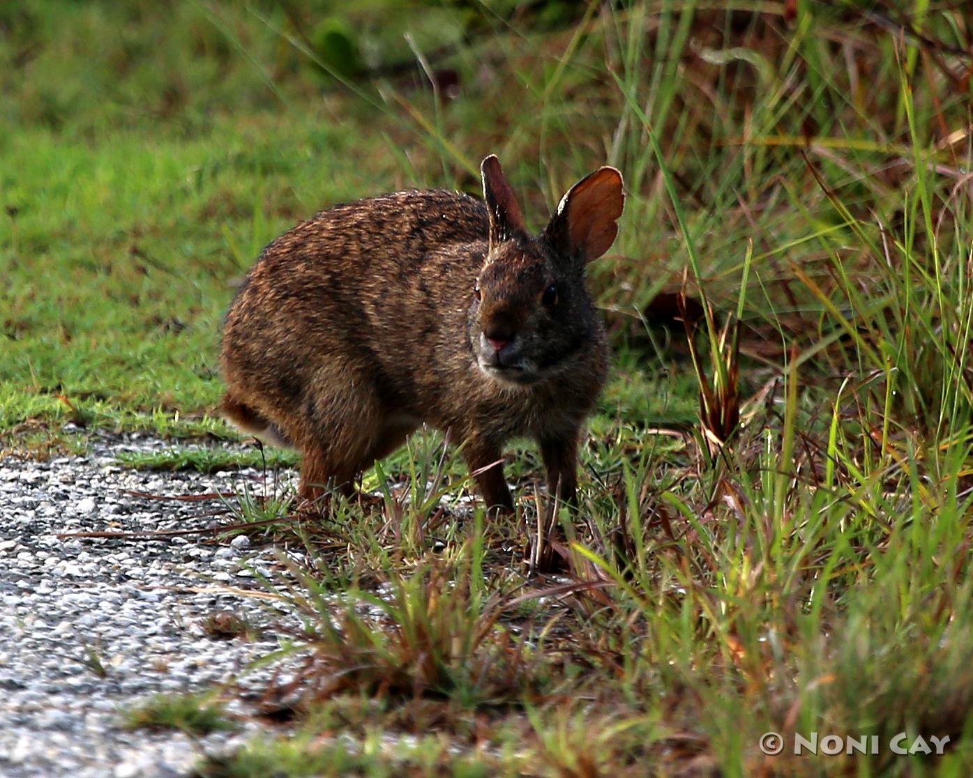 Lower Keys Marsh Rabbit | Noni Cay Photography