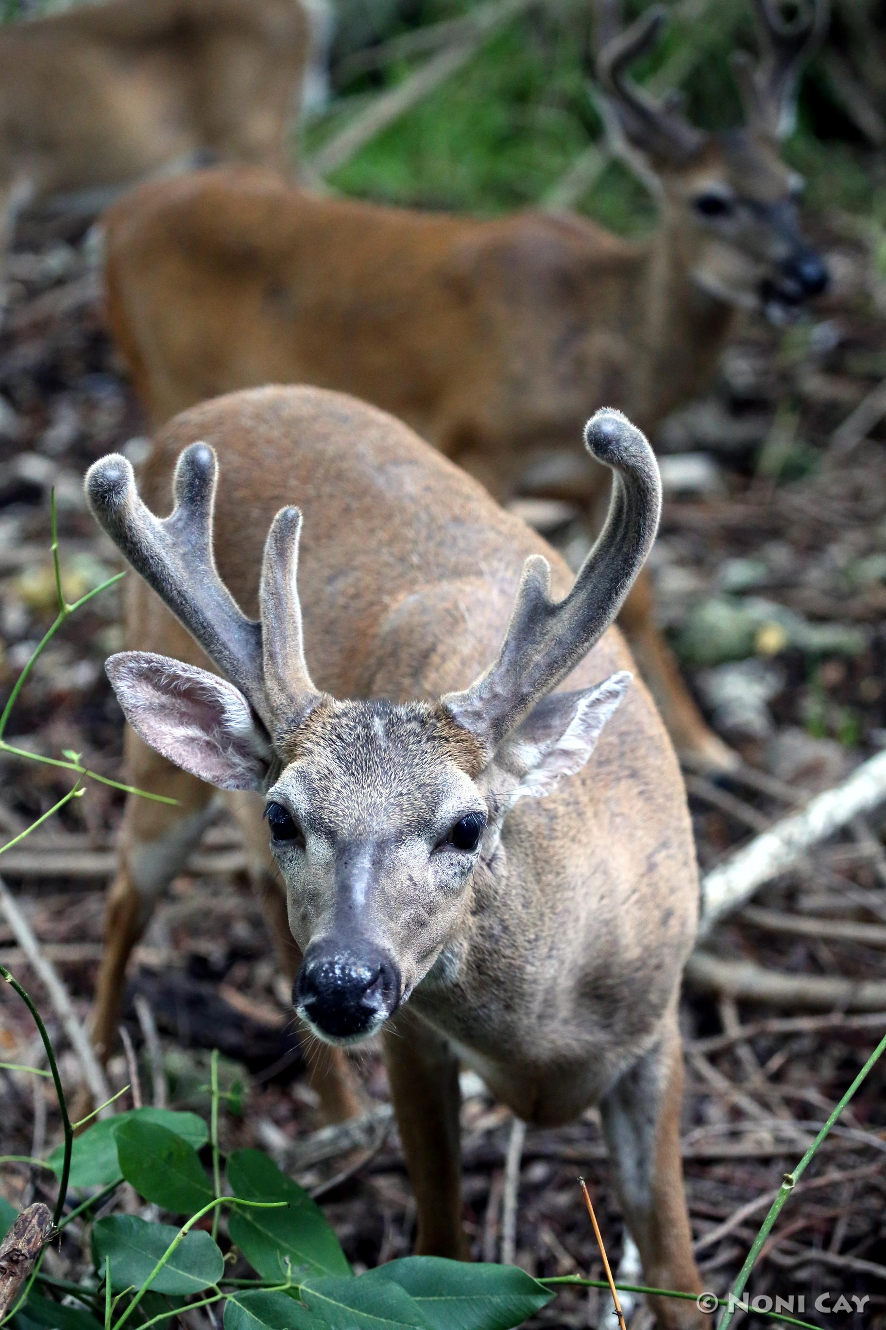 Deer Love – An Intimate Look | Noni Cay Photography