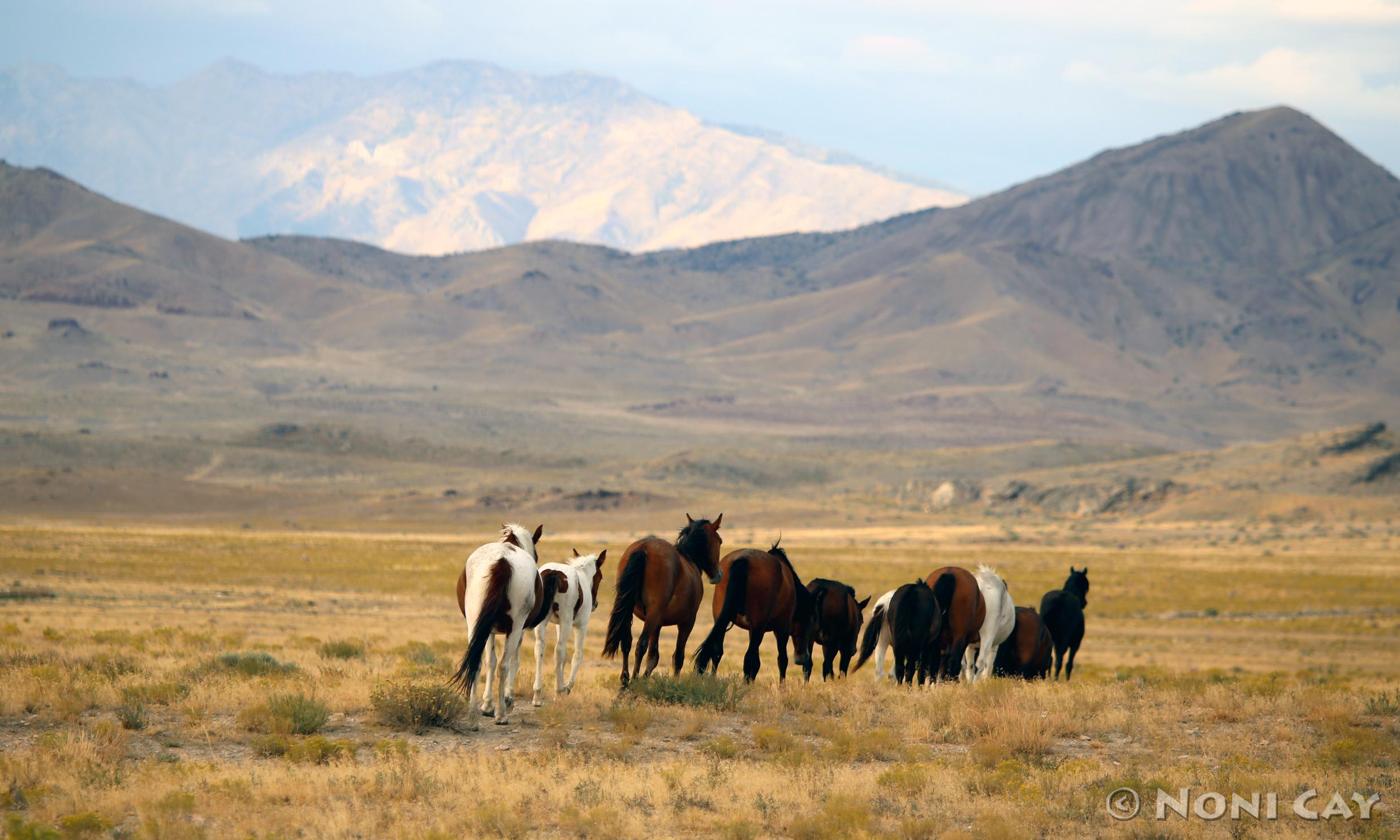 Plains of Utah | Noni Cay Photography
