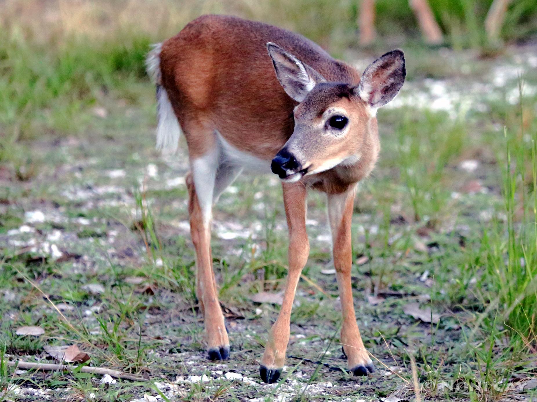 That’s Right! Don’t Feed The Deer | Noni Cay Photography
