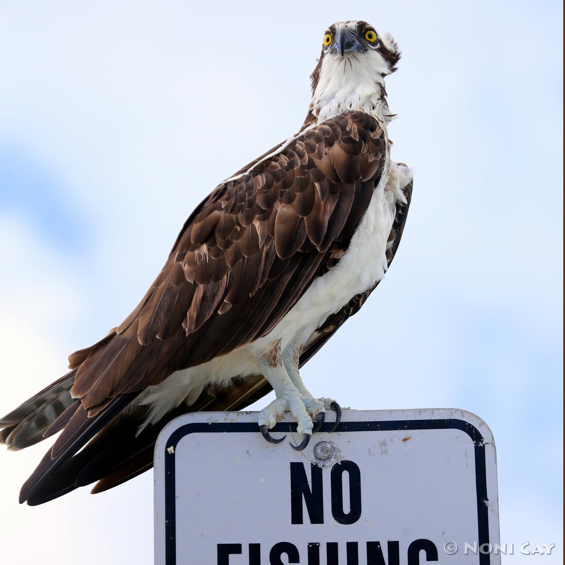 Osprey | Noni Cay Photography