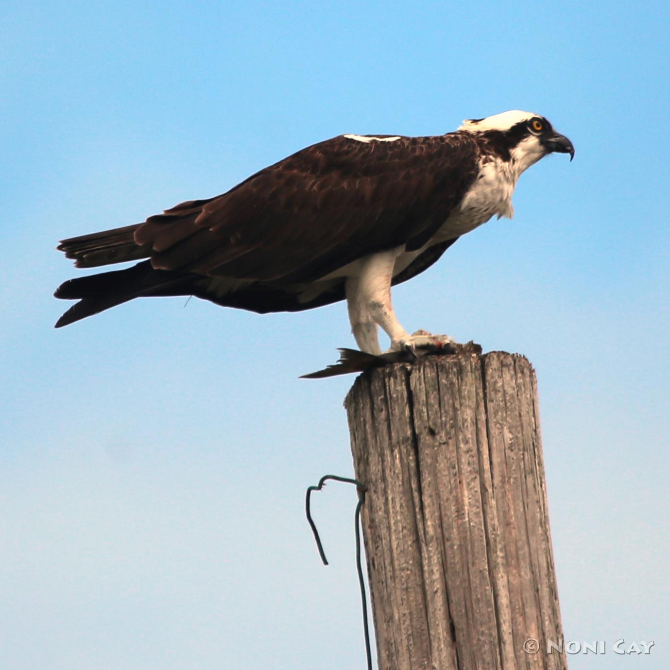 Osprey Nesting on the Island | Noni Cay Photography